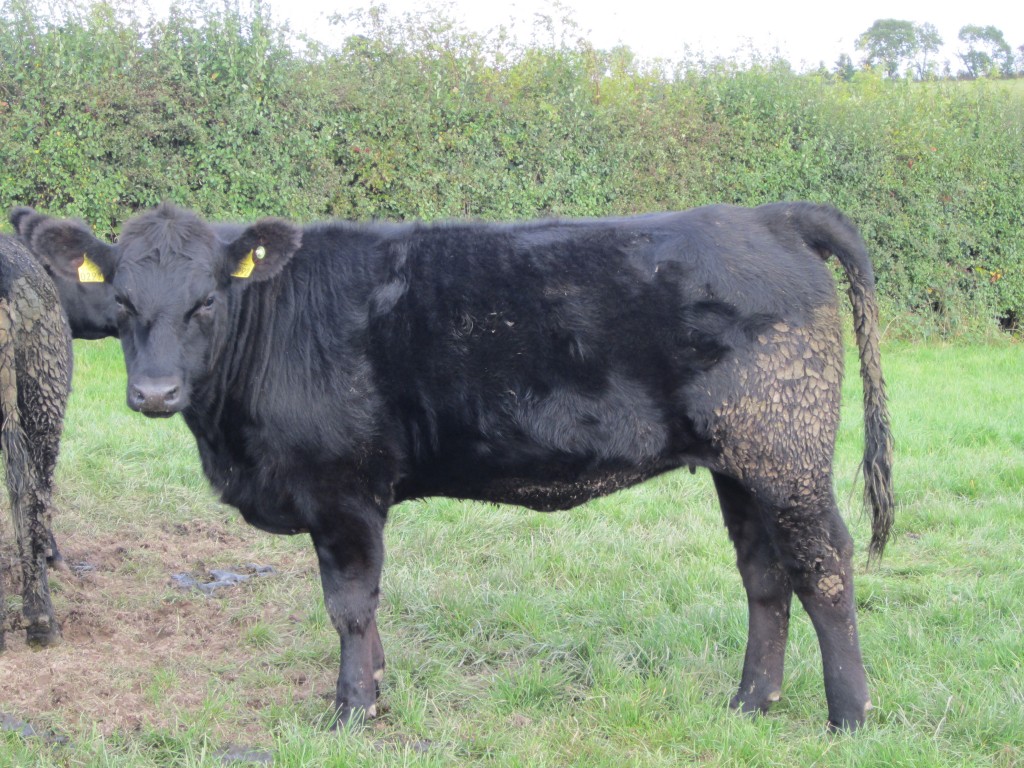 Pedigree Angus Cattle | Angus Beef Ireland